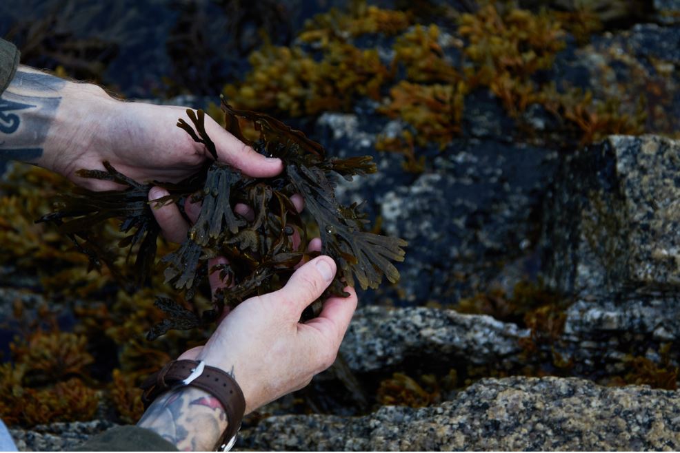 Home - Mystic Nova Scotia